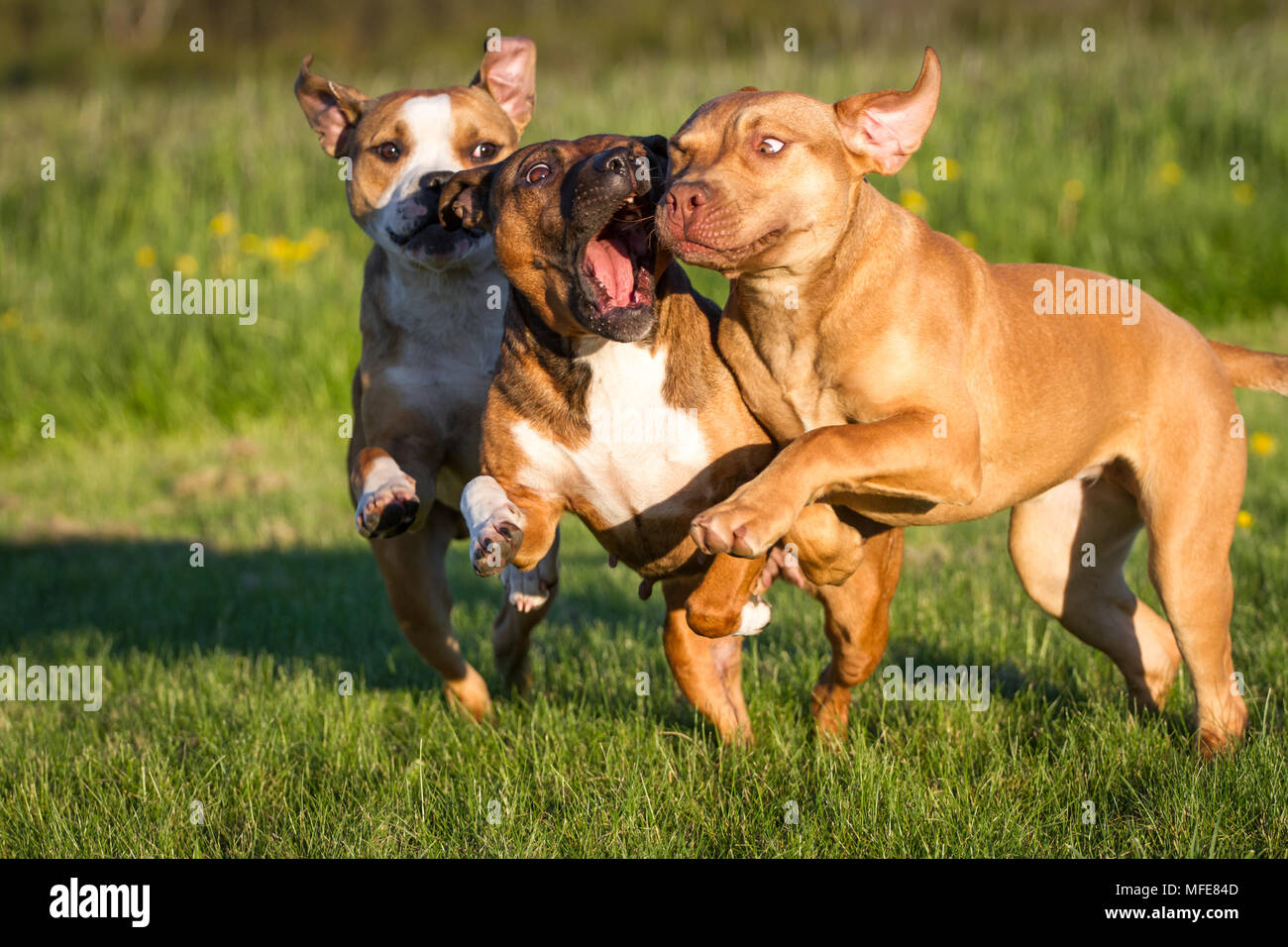 Dogs running and playing on a meadow (Bulldog type dog & Working Pit ...