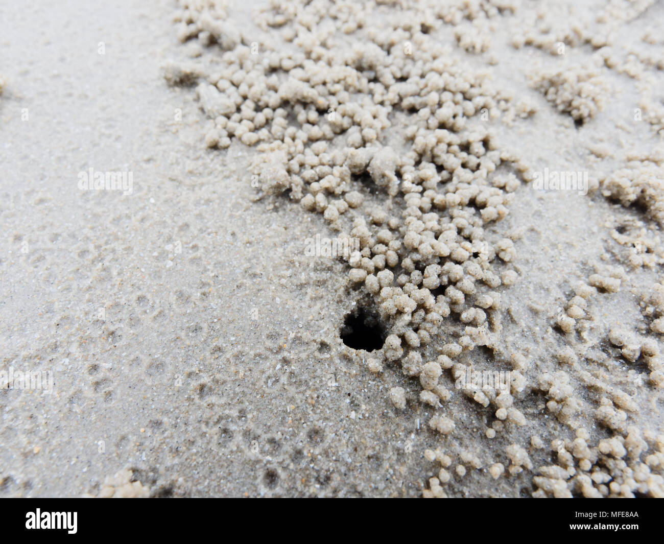 Burrow or hole with sediment balls or pellets made by sand where food ...