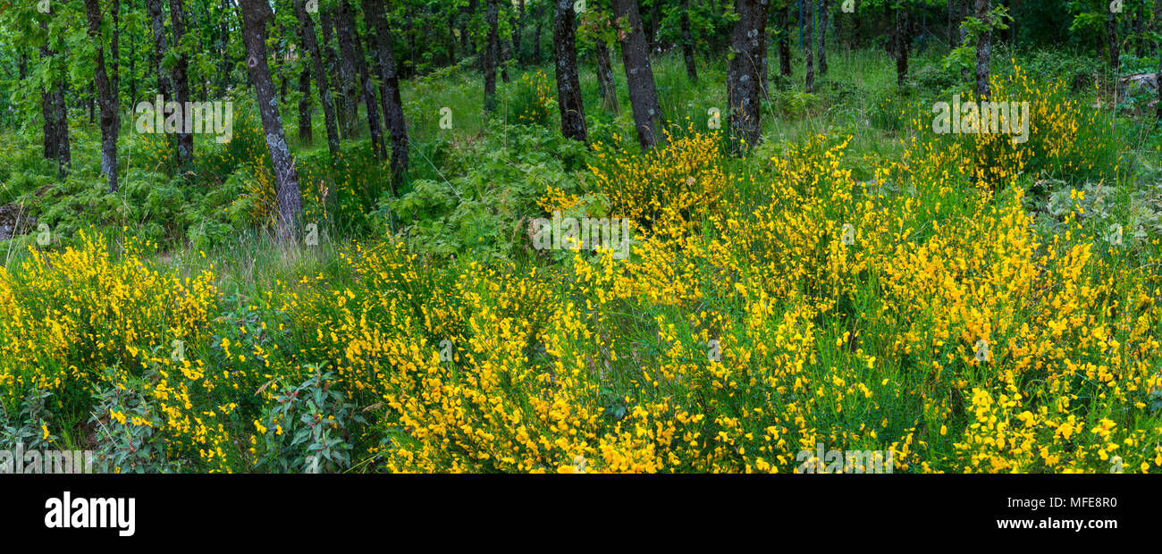 Pyrenean Oak forest and Common Broom, Sierra de Guadarrama, Madrid ...