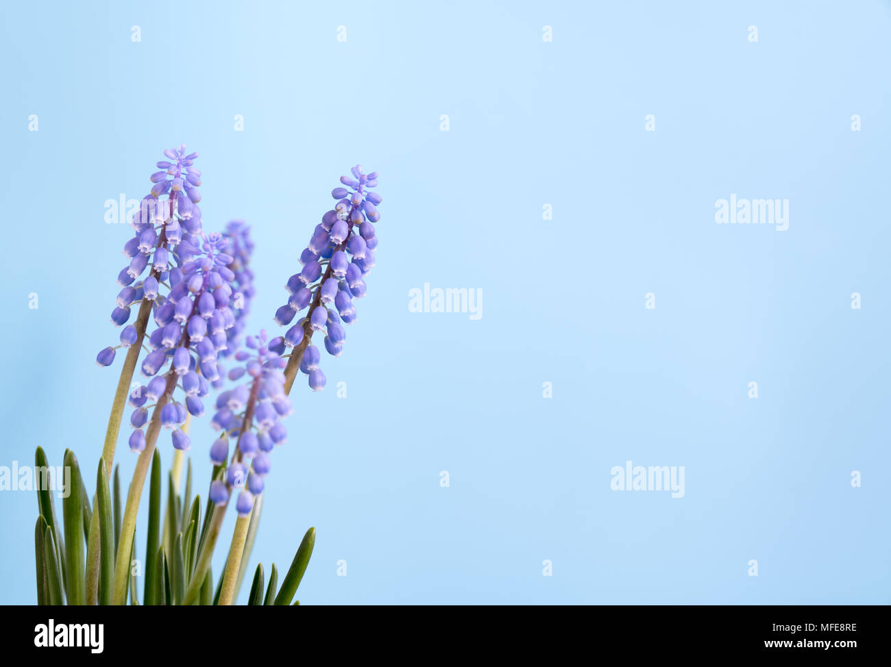 flower plant Muscari on a color background Stock Photo - Alamy