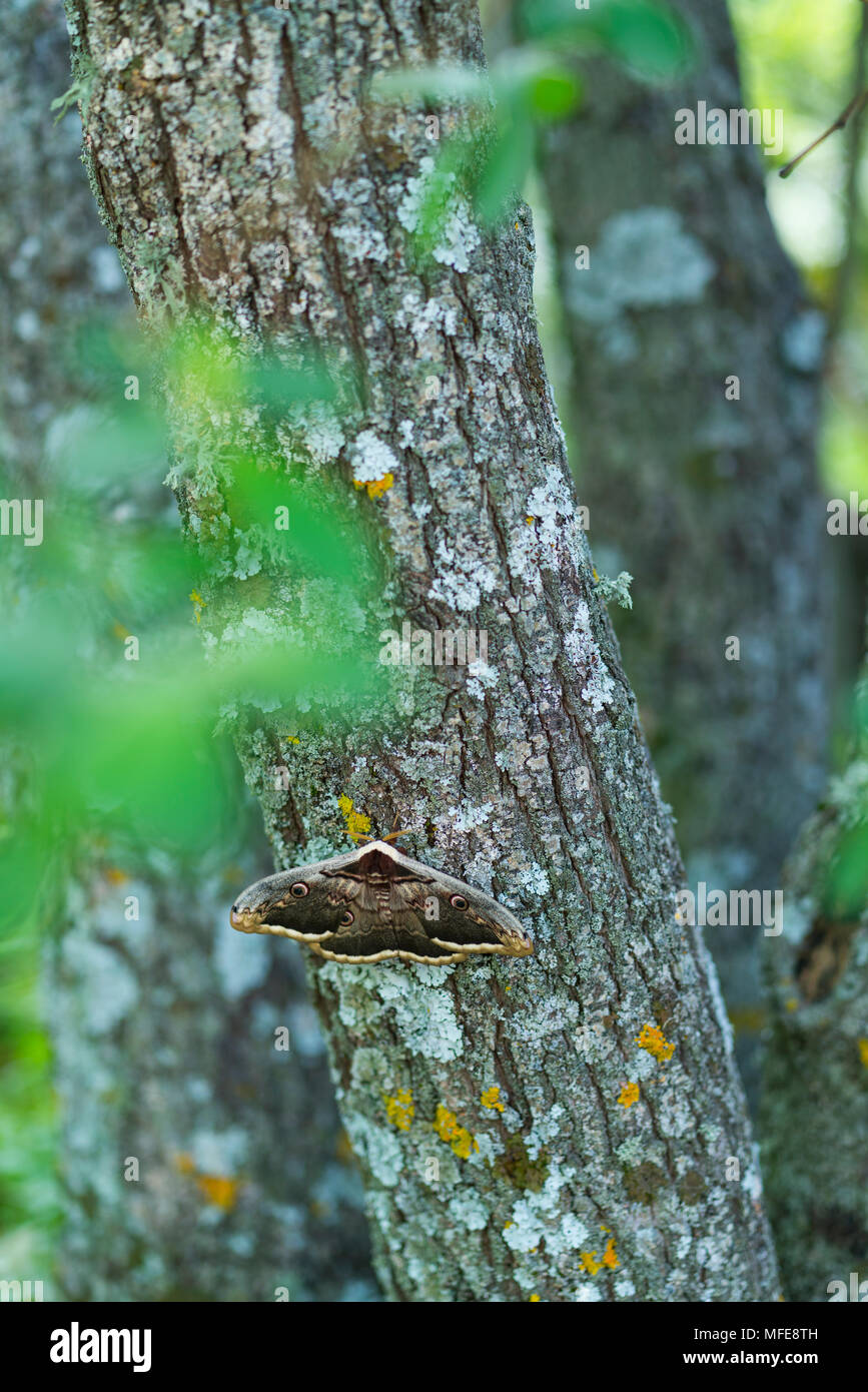 GIANT PEACOCK MOTH - GRAN PAVON o PAVON NOCTURNO (Saturnia pyri), also ...