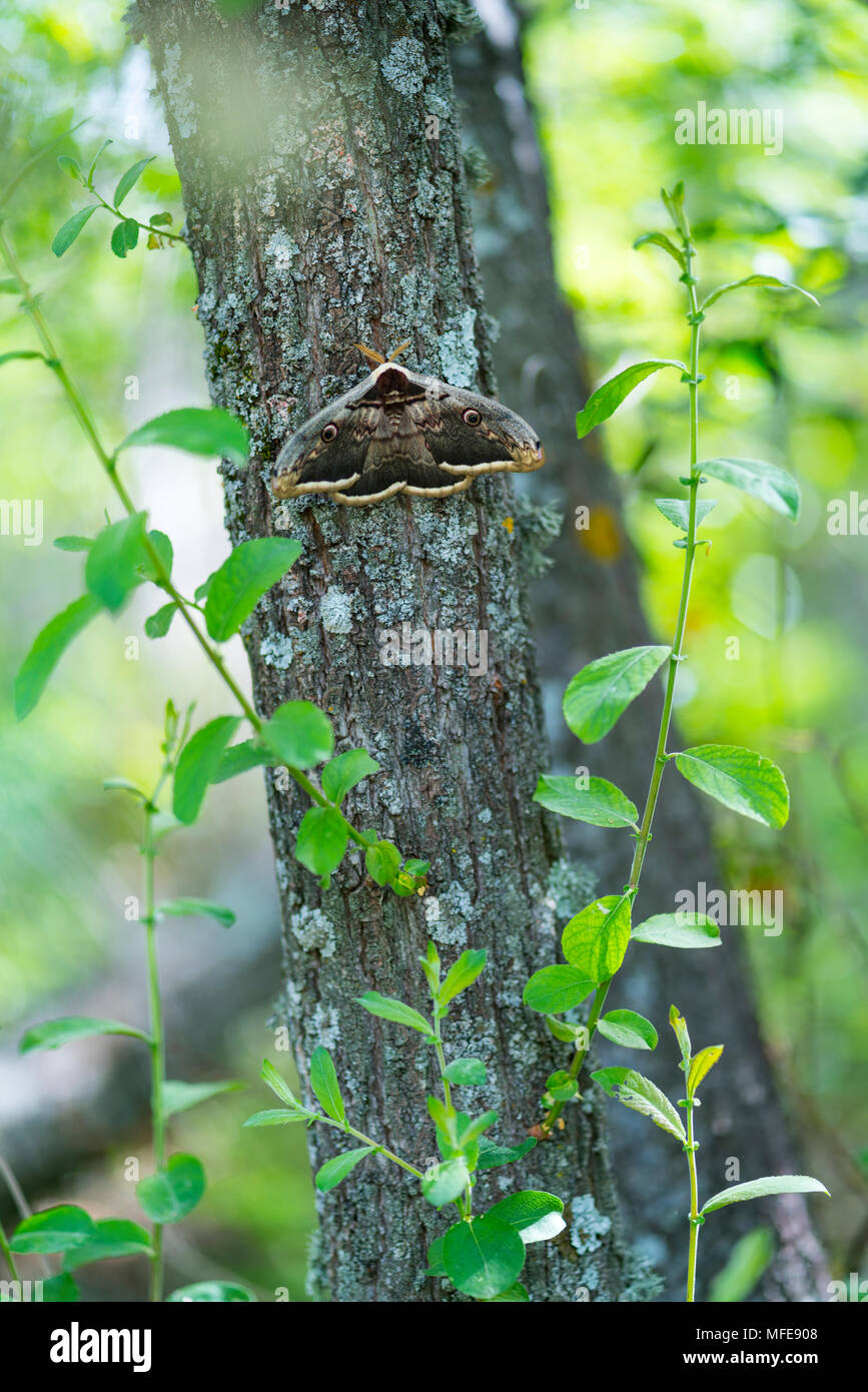 GIANT PEACOCK MOTH - GRAN PAVON o PAVON NOCTURNO (Saturnia pyri), also ...
