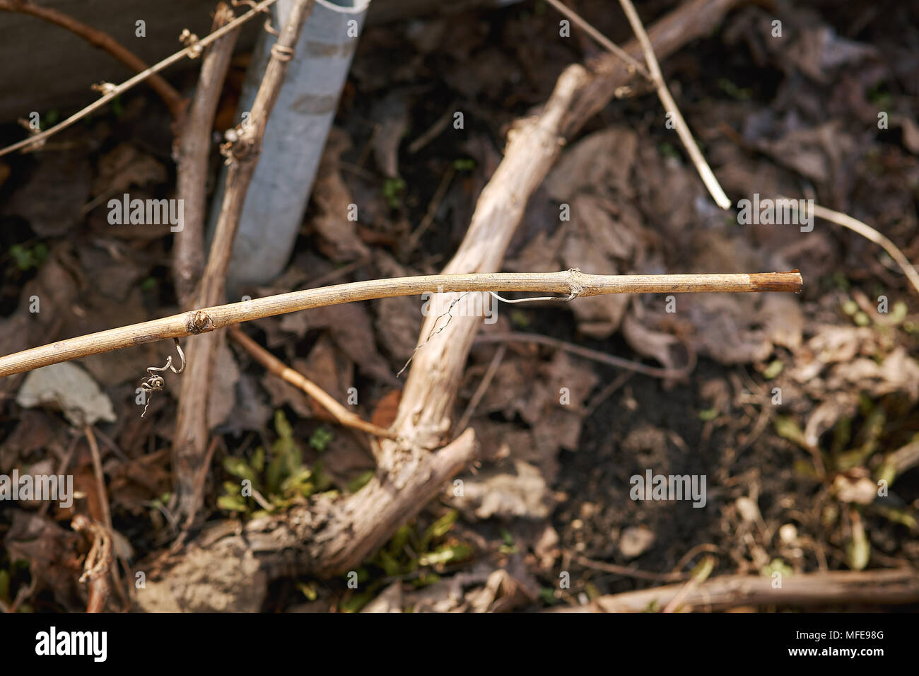 New grape vine plantation hi-res stock photography and images - Alamy