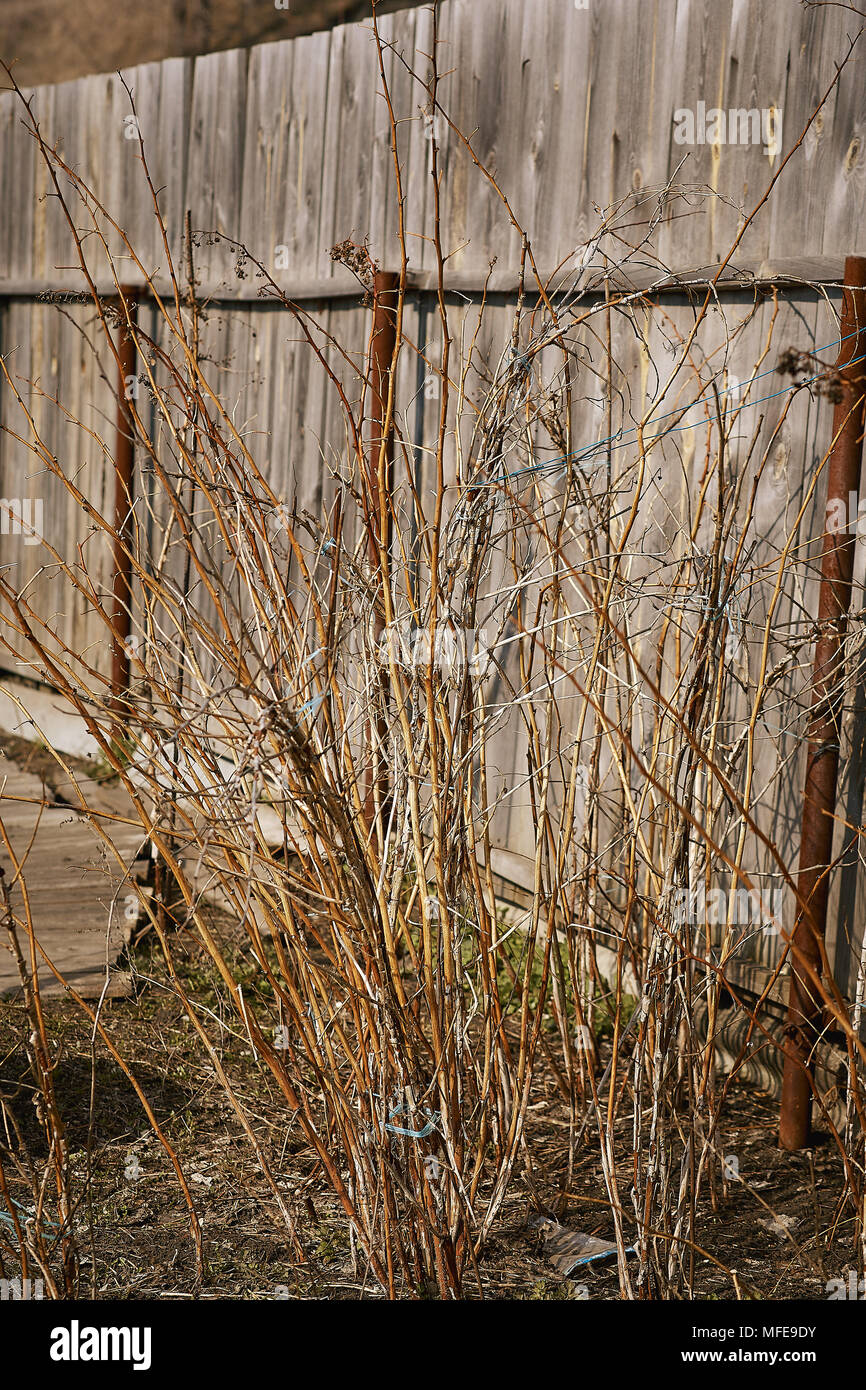 Raspberry Bush Against Fence High Resolution Stock Photography and ...