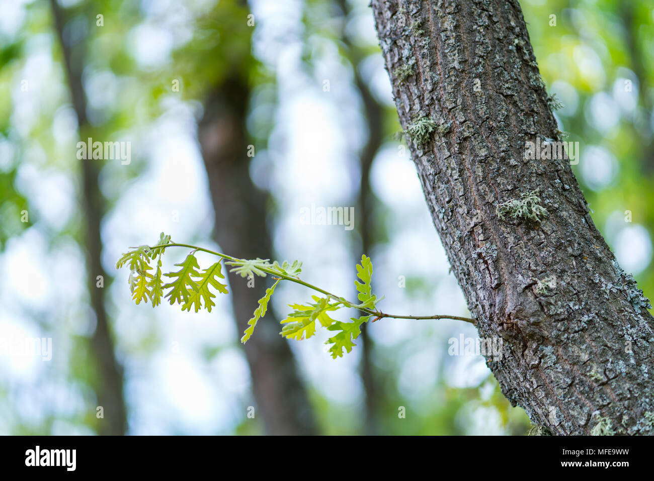 Pyrenean Oak forest, Sierra de Guadarrama, Madrid, Spain, Europe Stock ...