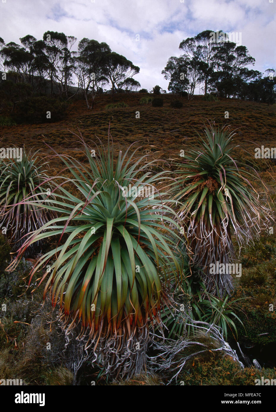 Pandani Plant Richea Pandanifolia Stock Photos & Pandani Plant Richea ...