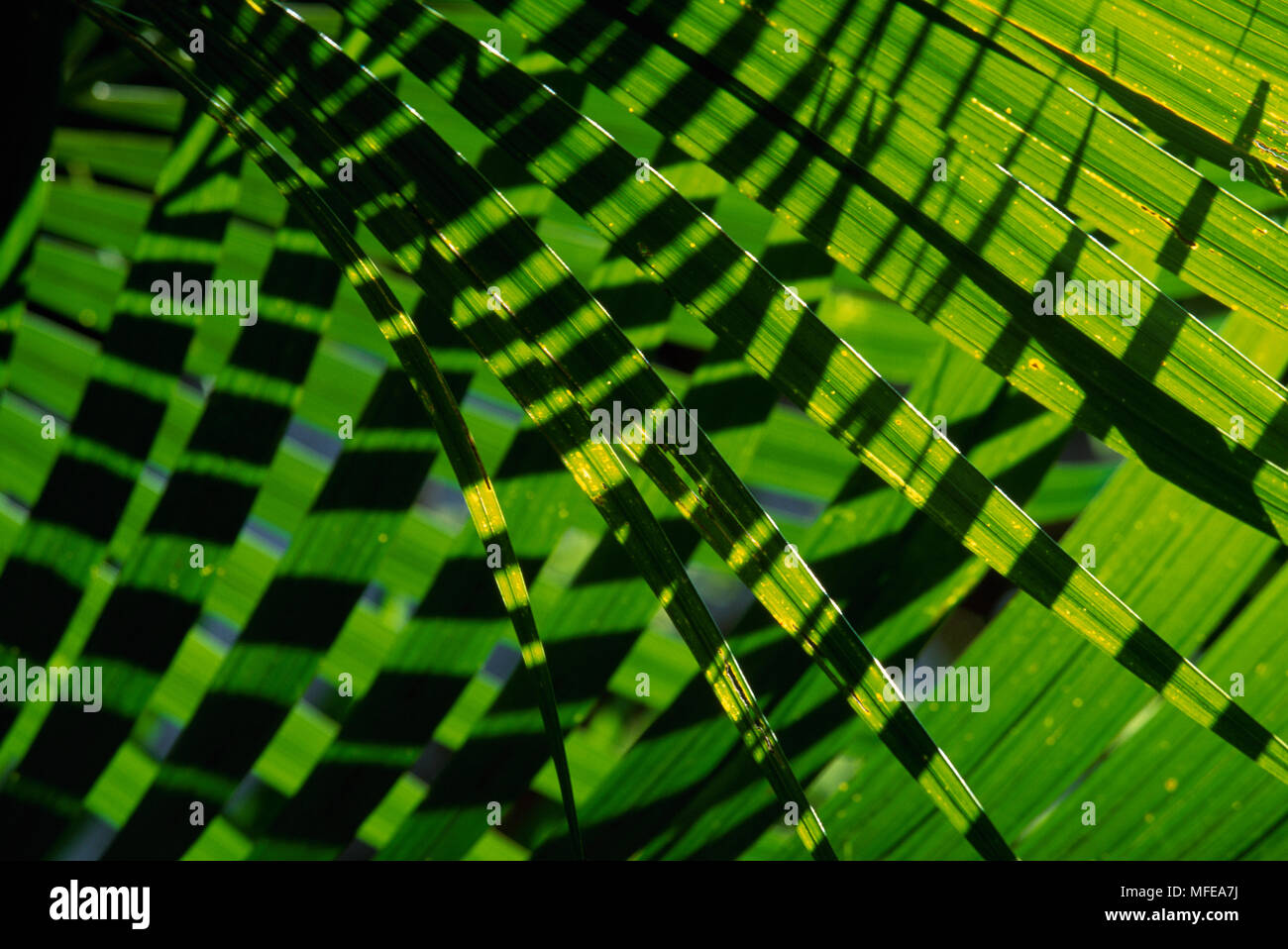 KENTIA PALM or THATCH PALM Howea forsteriana Lord Howe Island, Tasman ...