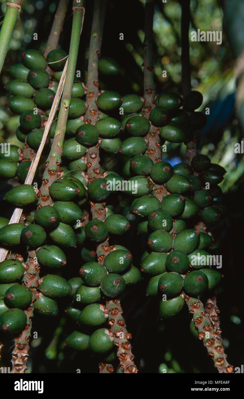 KENTIA PALM or THATCH PALM Howea forsteriana seed clusters Lord Howe ...