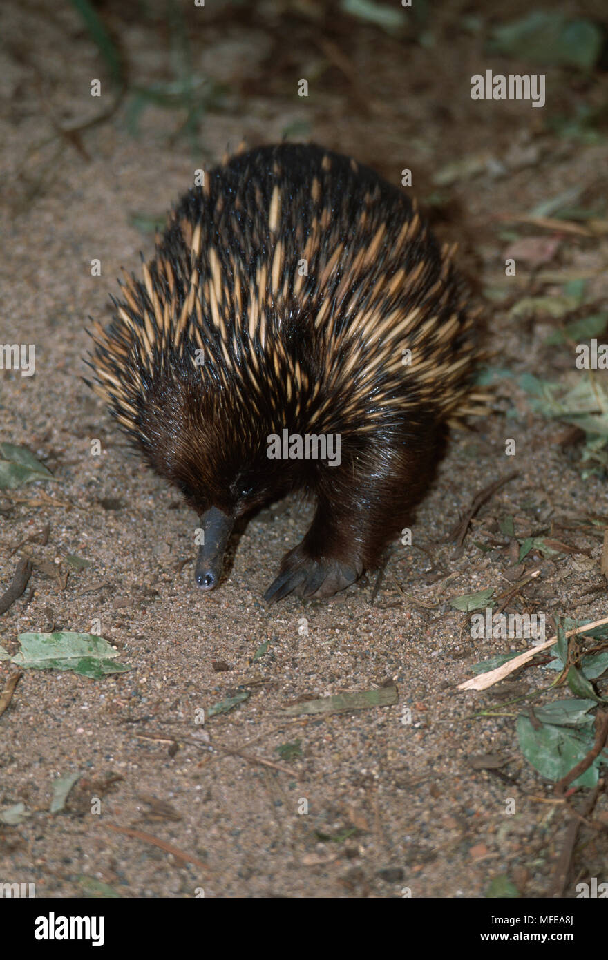 SHORT-BEAKED ECHIDNA Tachyglossus aculeatus Australia Stock Photo - Alamy