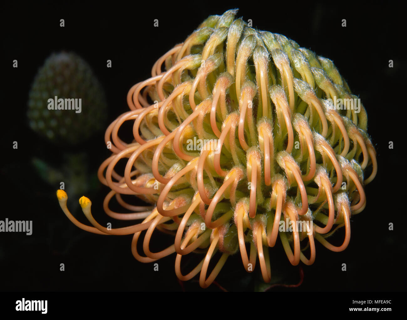 PROTEA flower Leucospermum sp. Native to South Africa Mt Tomah ...