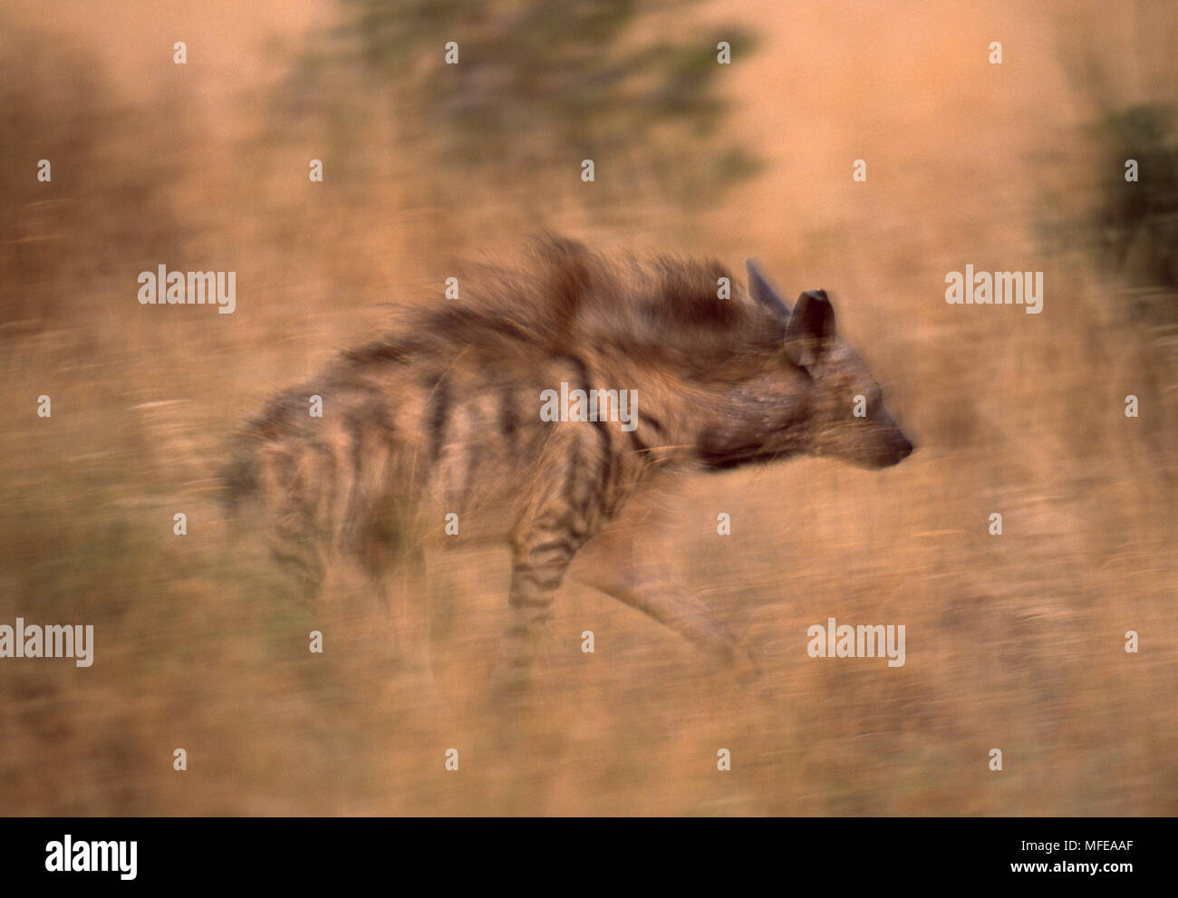 Striped hyena kenya hi-res stock photography and images - Alamy