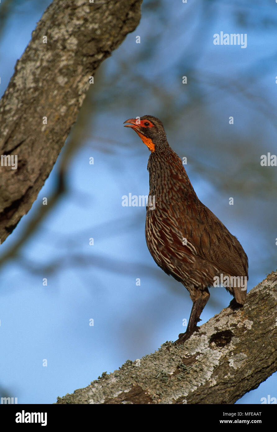 GREY-BREASTED SPURFOWL Francolinus rufopictus singing in tree at dawn ...