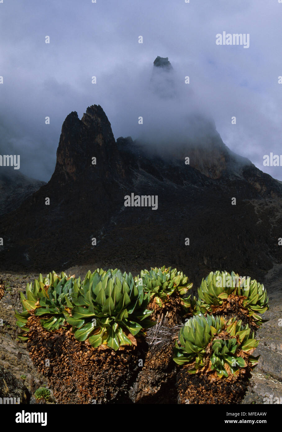 Giant groundsel plants hi-res stock photography and images - Alamy