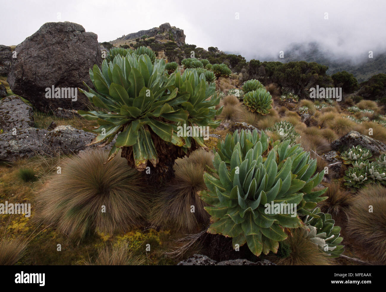 GIANT GROUNDSEL Dendrosenecio keniodendron Teleki Valley, Mt Kenya ...