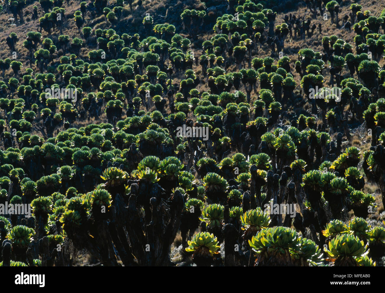 Giant groundsel plants hi-res stock photography and images - Alamy