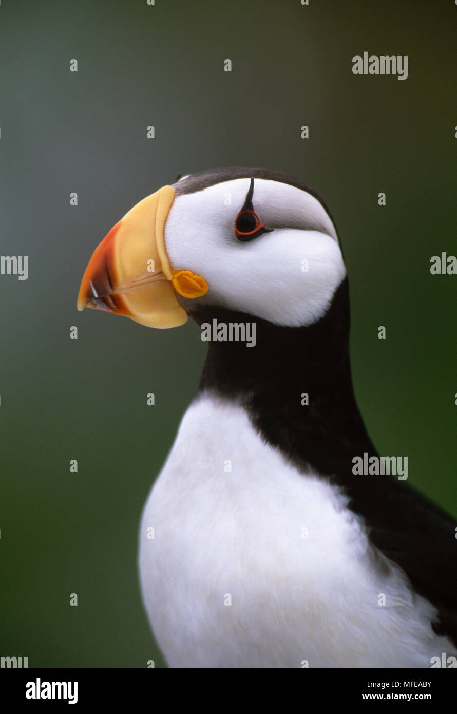 HORNED PUFFIN head detail Fratercula corniculata Talan Island, Sea of ...