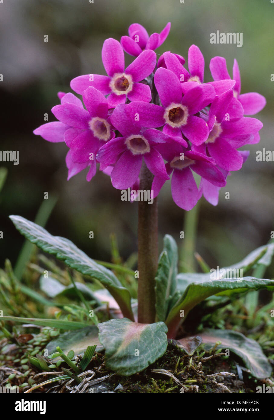 Ksc003370a hi-res stock photography and images - Alamy