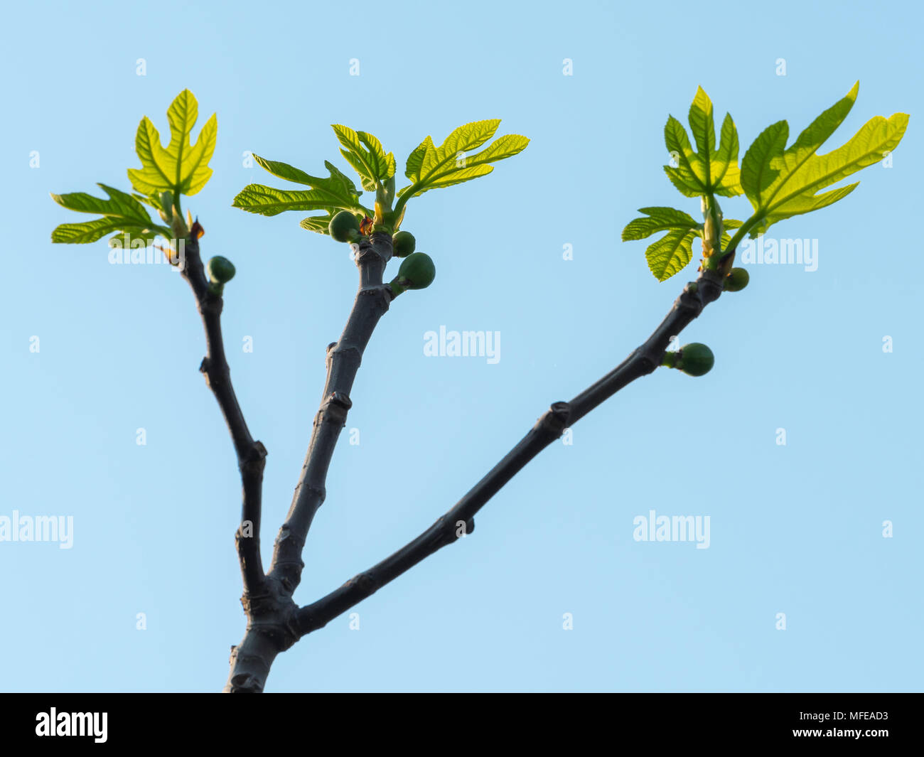Branches and young leaves of a ficus tree (Ficus carica) in spring ...