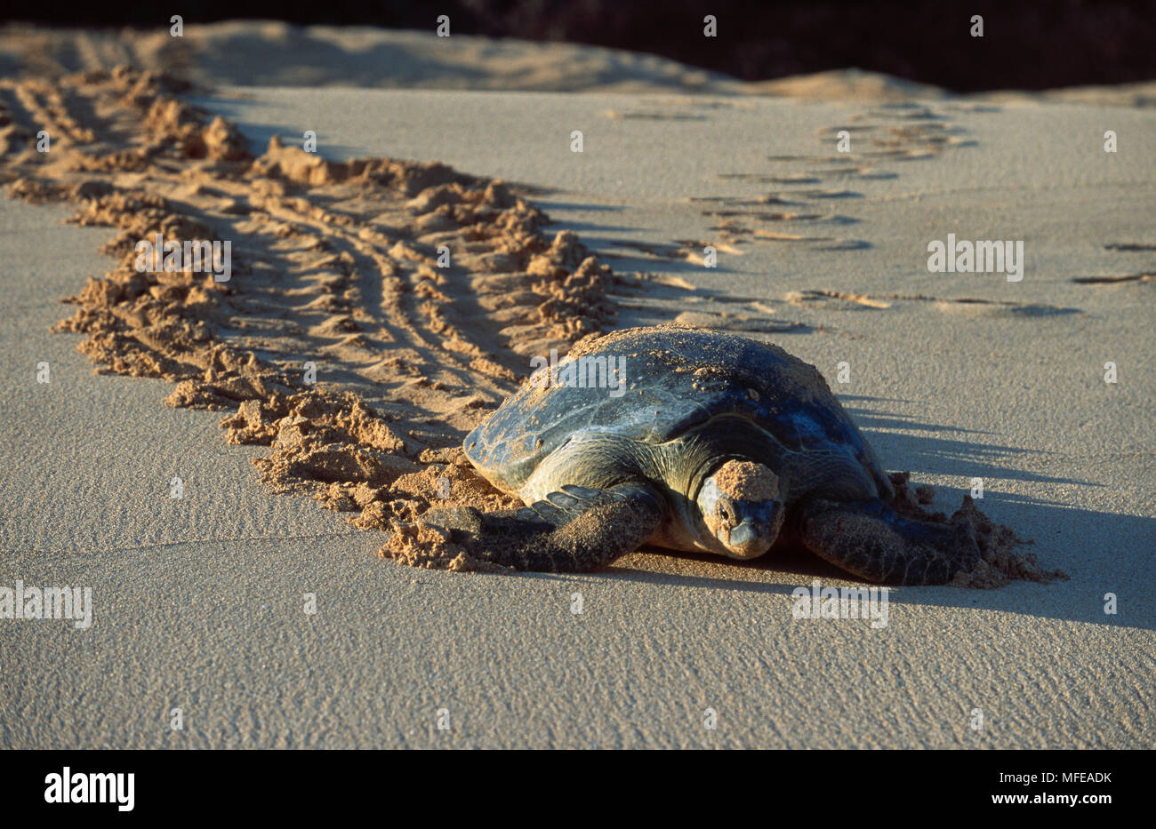 GREEN TURTLE nesting female Chelonia mydas returning to the sea Long ...