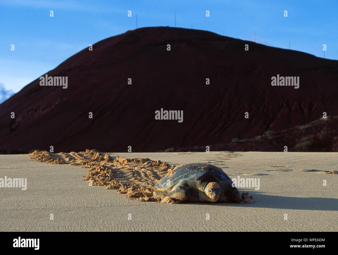 GREEN TURTLE nesting female Chelonia mydas returning to the sea Long ...