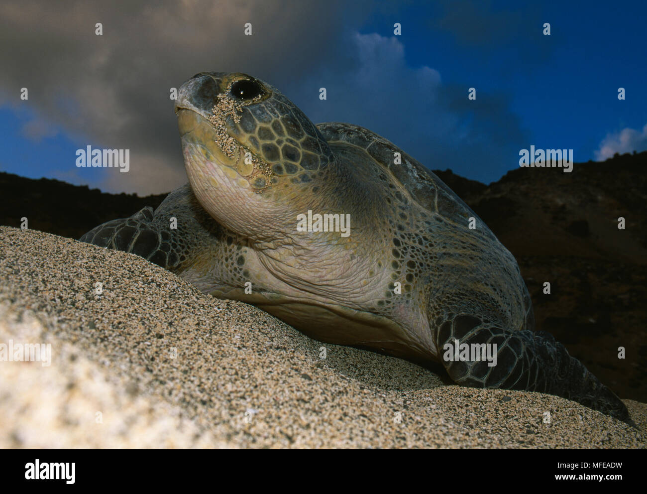 GREEN TURTLE Chelonia mydas nesting female on beach Ascension Island ...