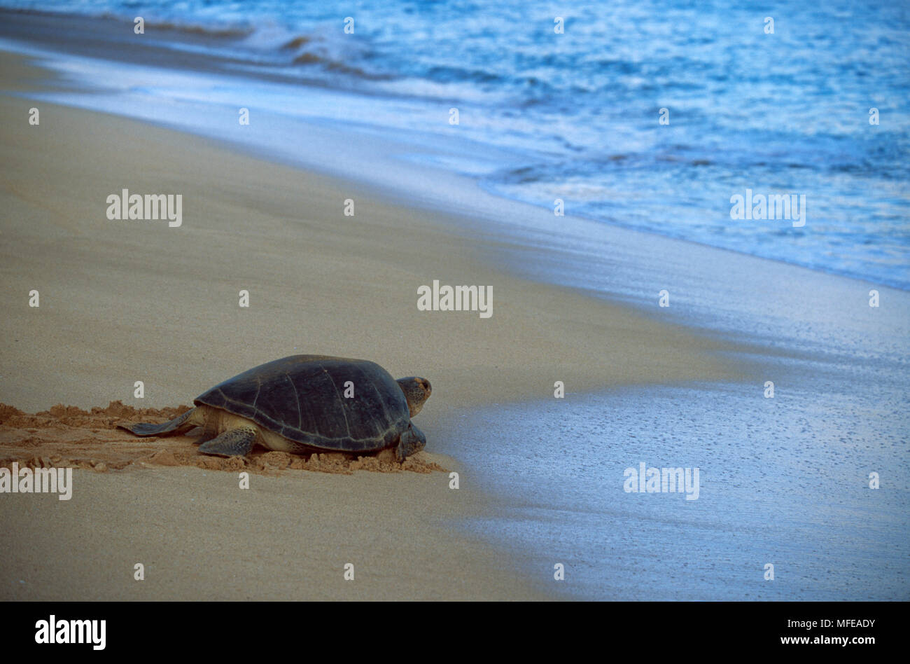 GREEN TURTLE Chelonia mydas nesting female returning to sea Ascension ...