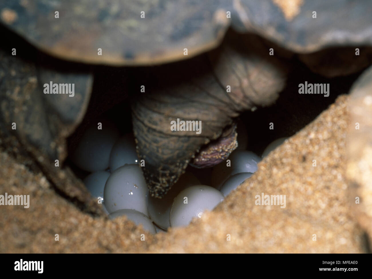 Ksc003395a hi-res stock photography and images - Alamy