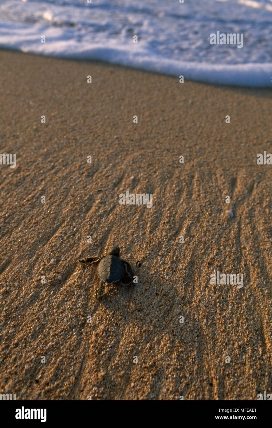 Ascension island turtles hi-res stock photography and images - Alamy
