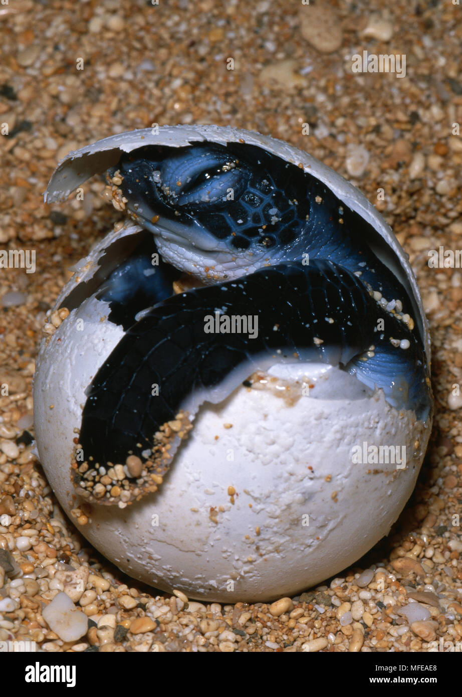 Hatching baby sea turtles egg hi-res stock photography and images - Alamy