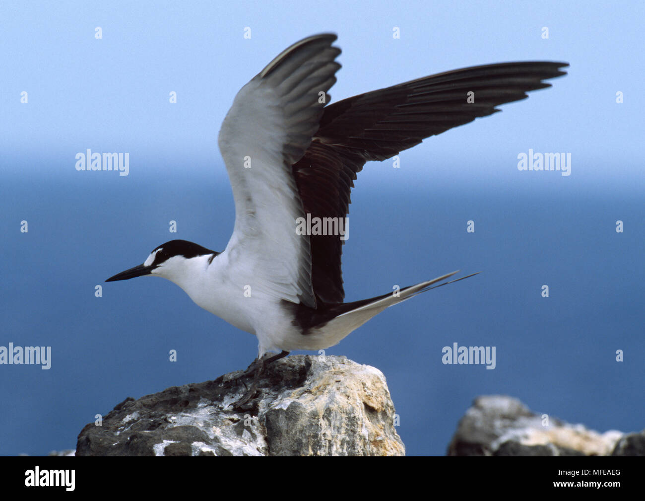 SOOTY TERN Sterna fuscata with wings stretched Ascension Island ...