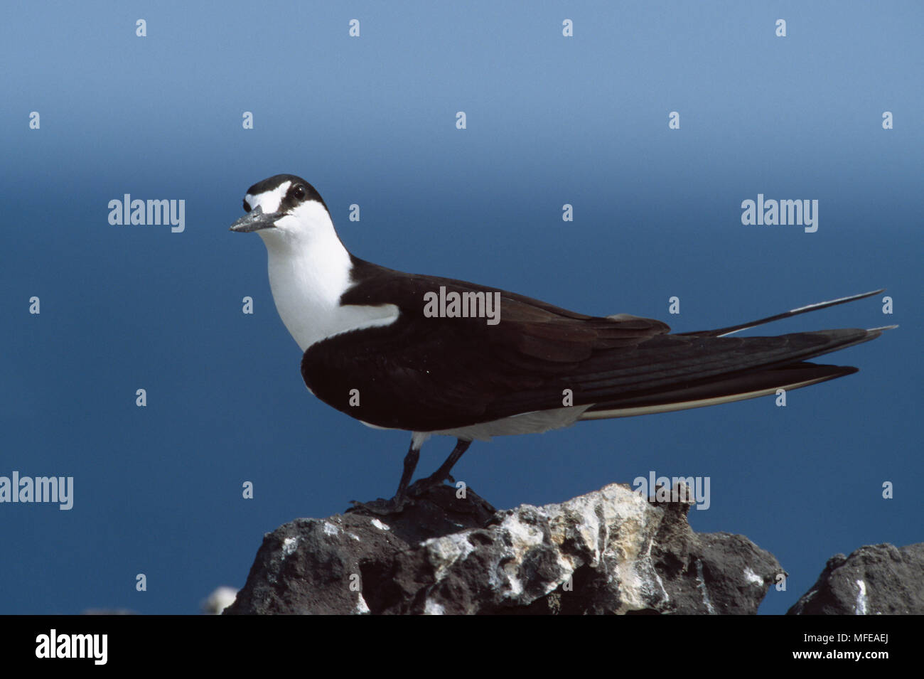 SOOTY TERN Sterna fuscata Ascension Island, Atlantic Ocean Stock Photo ...