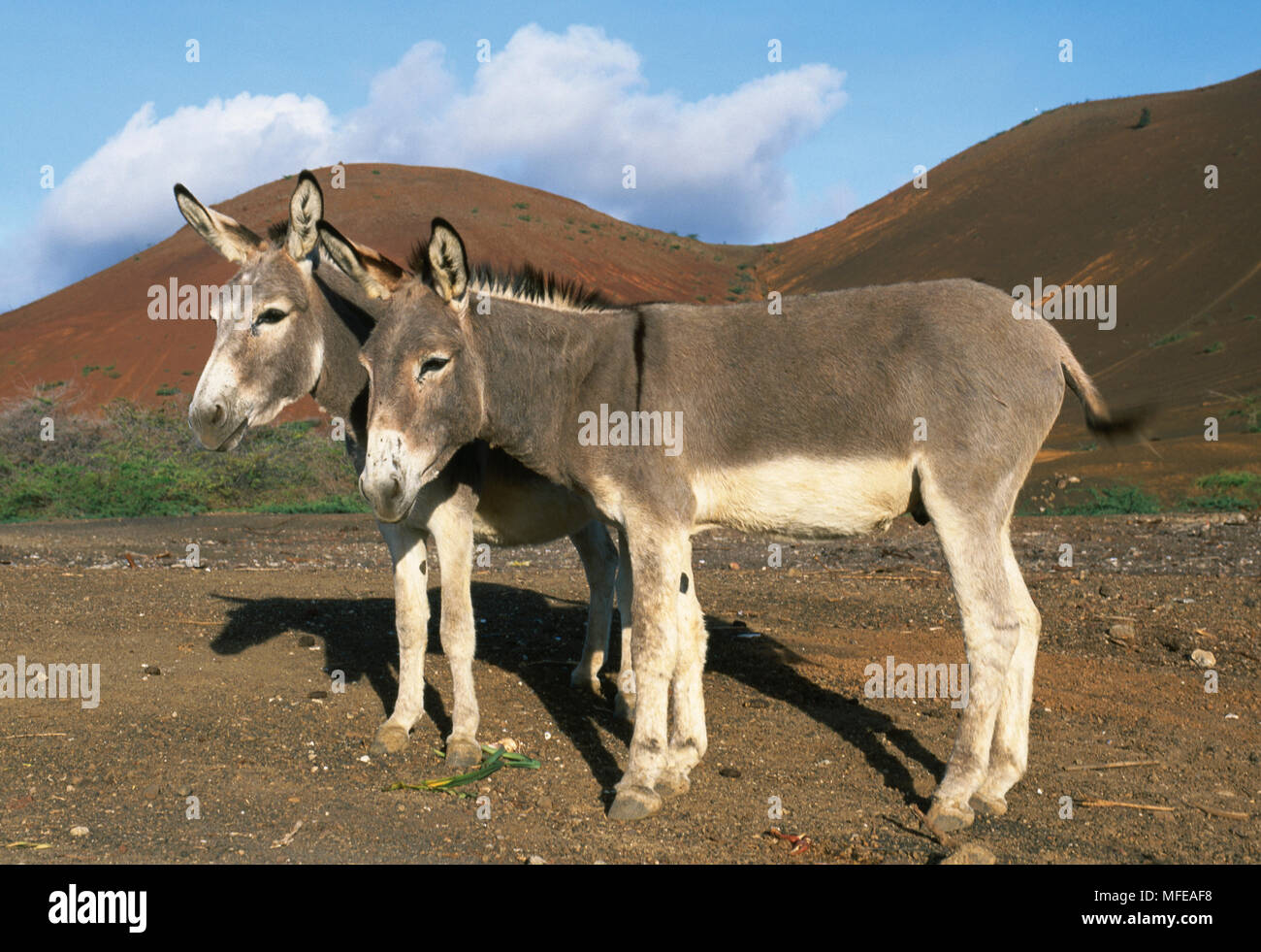 FERAL DONKEYS brought to the island in the 19th Century for labour ...