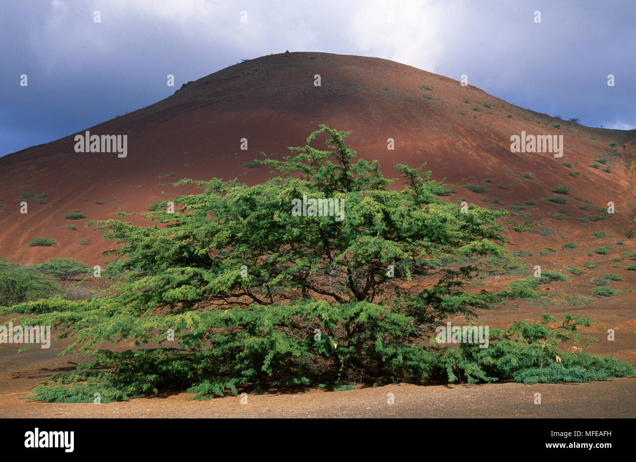Prosopis Juliflora Thorn