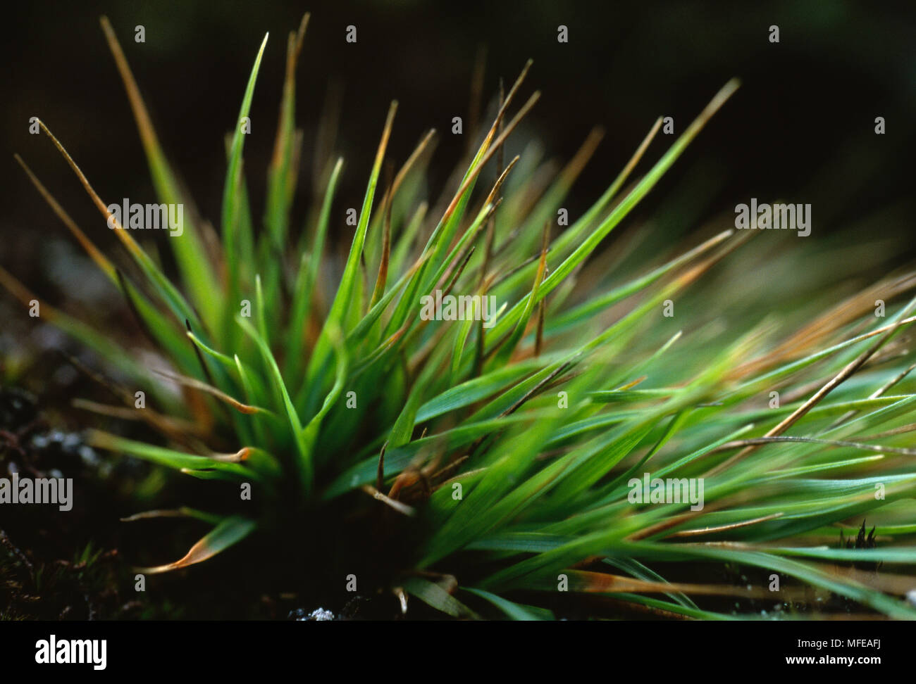 Sporobolus hi-res stock photography and images - Alamy