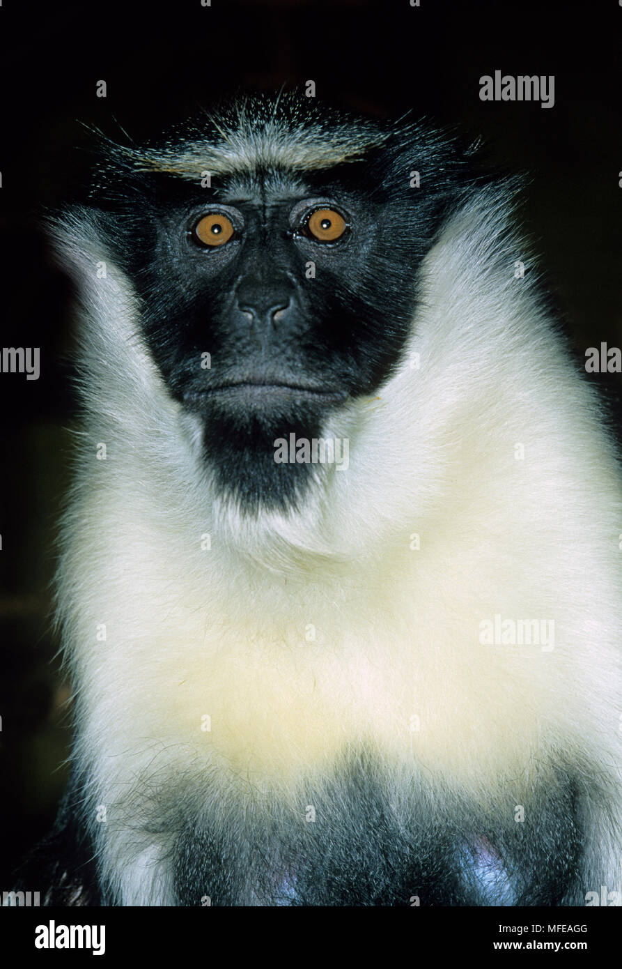 DIANA MONKEY Cercopithecus diana Central Africa Stock Photo - Alamy