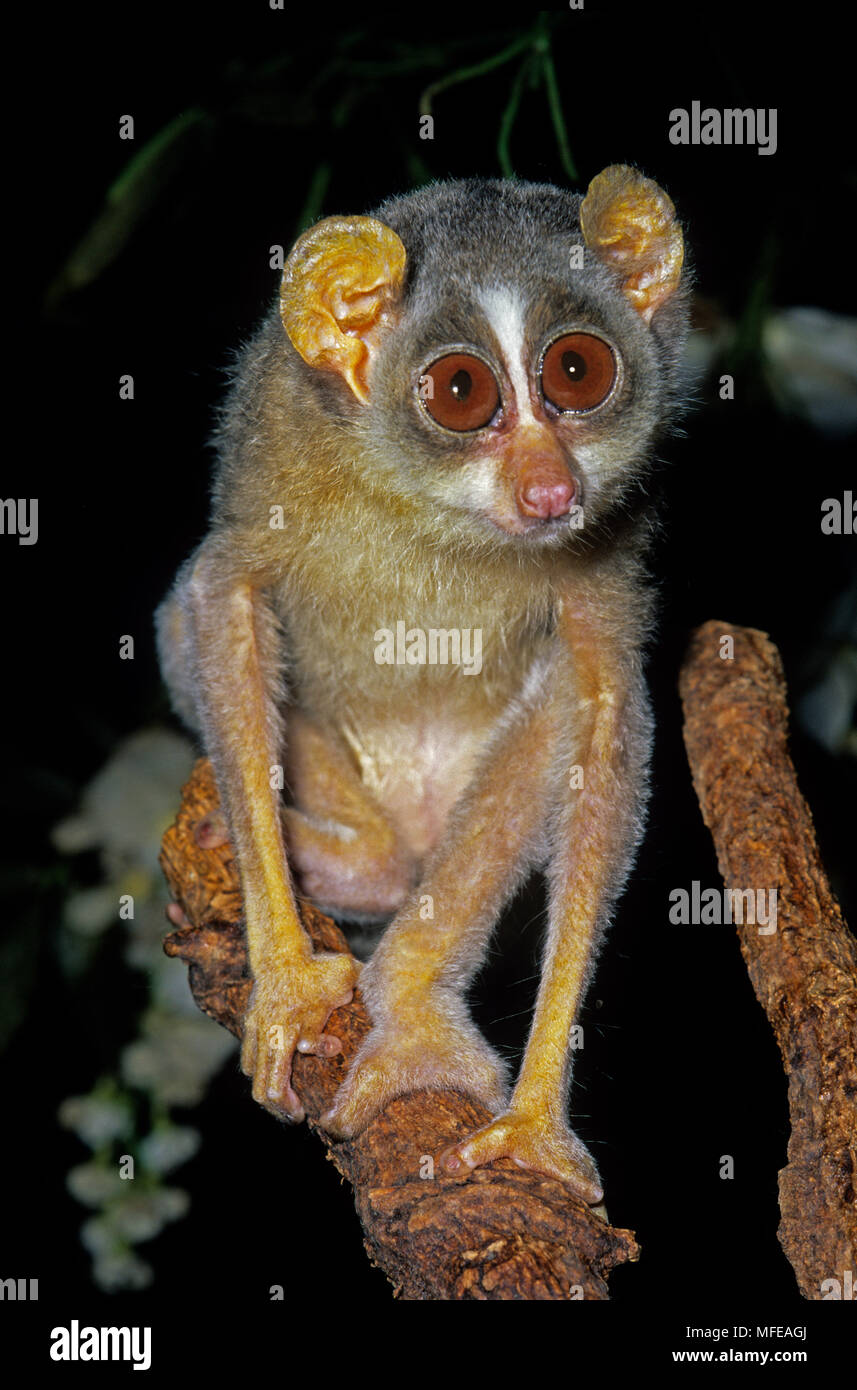 Lorises hi-res stock photography and images - Alamy