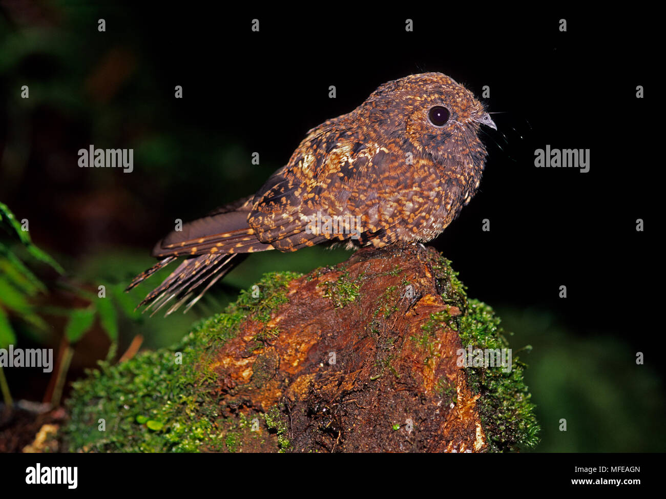 Dusky nightjars hi-res stock photography and images - Alamy