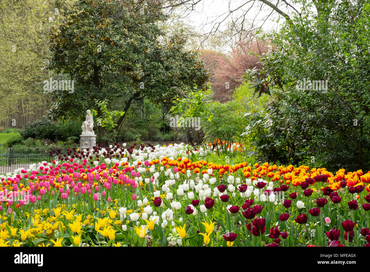 A vibrant display of tulips in St. James Park, London, UK Stock Photo ...