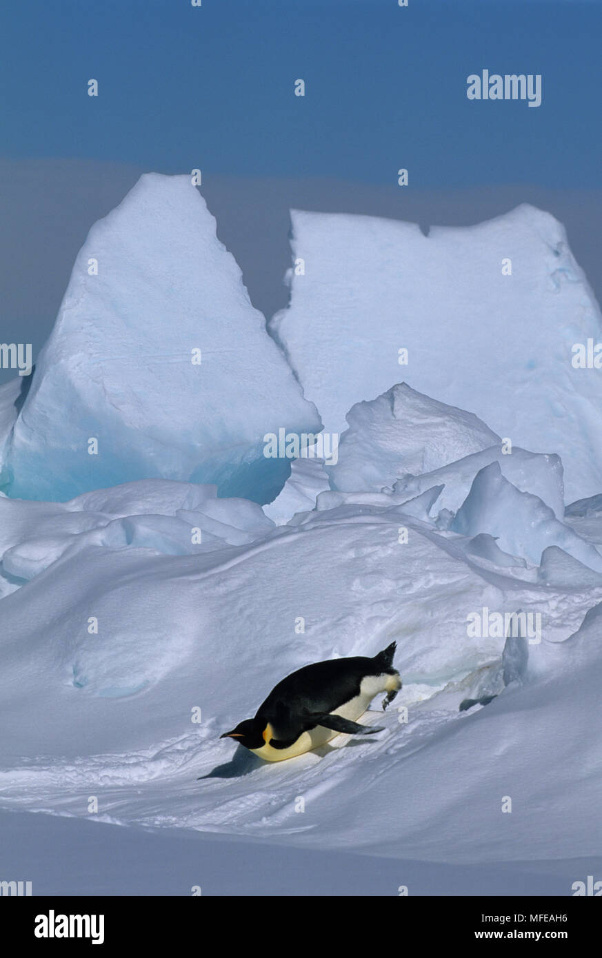 Emperor penguin sliding on belly hi-res stock photography and images ...