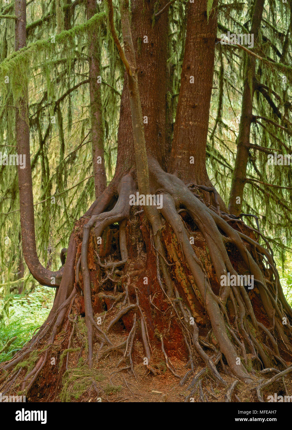 WESTERN HEMLOCK Tsuga heterophylla young plants growing out of old ...