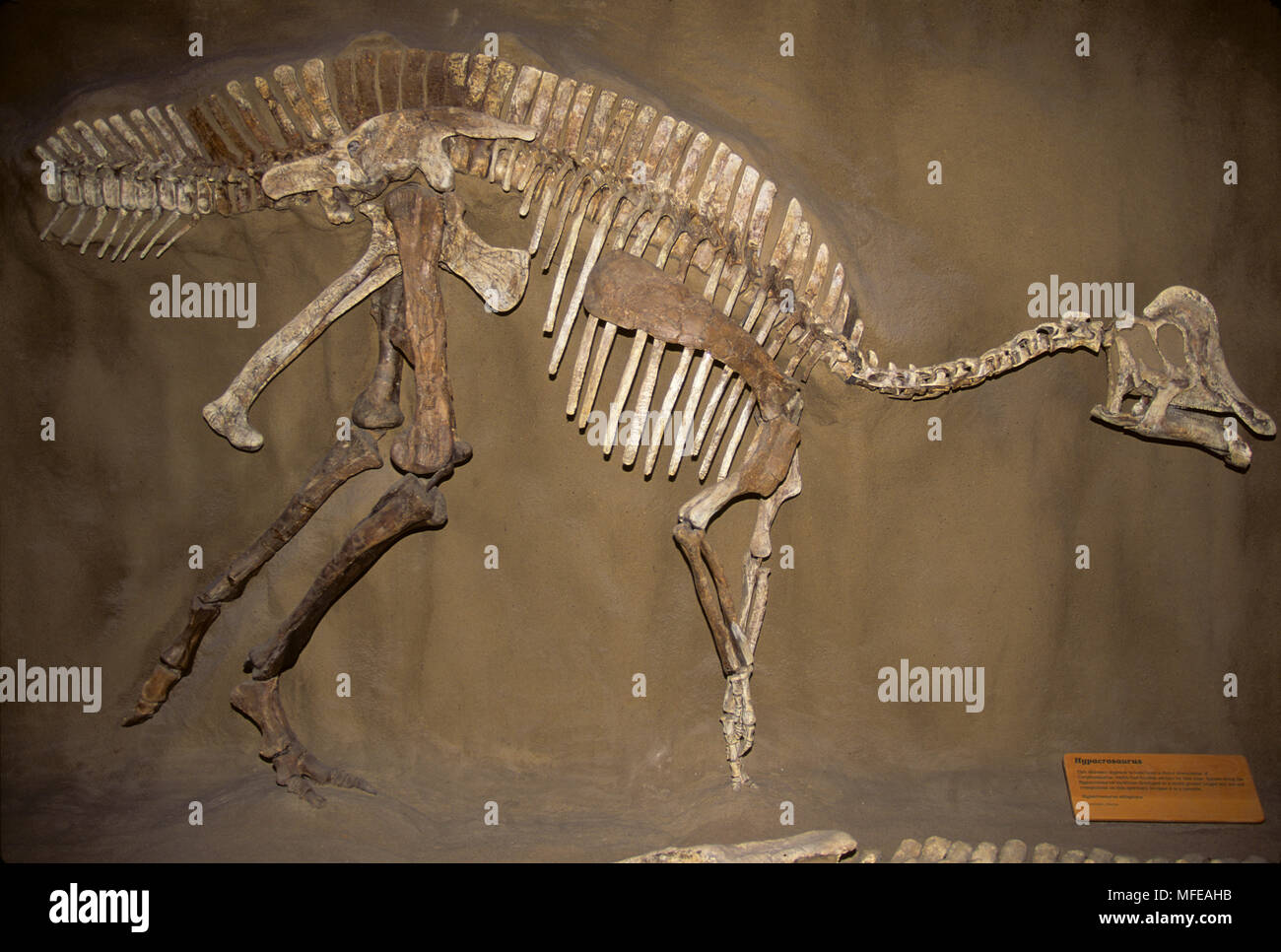 Hypacrosaurus Skeleton
