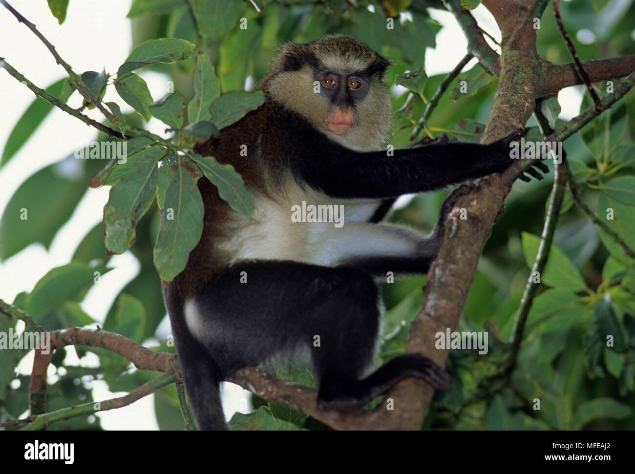 MONA MONKEY in tree Cercopithecus mona Grand Etang, Grenada, West ...