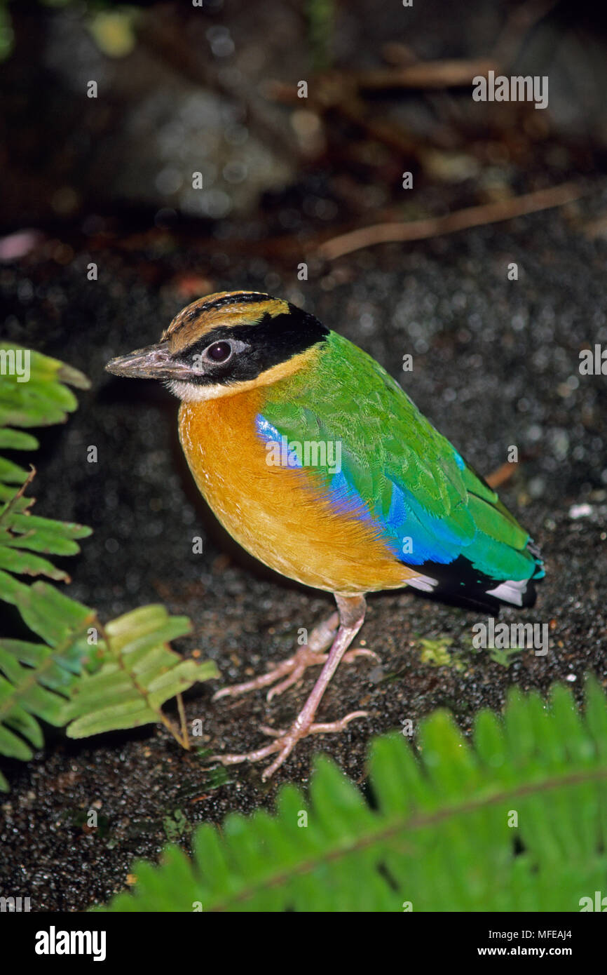 BLUE-WINGED PITTA Pitta moluccensis Southeast Asia Stock Photo - Alamy