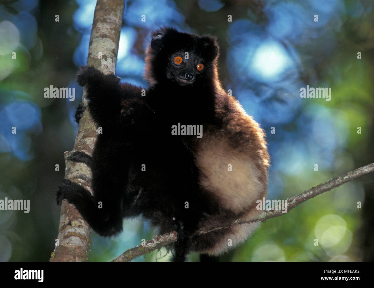 Ramanofana national park hi-res stock photography and images - Alamy