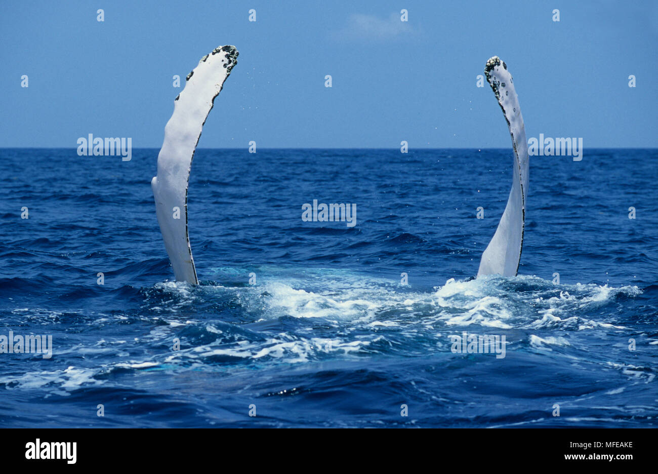HUMPBACK WHALE flapping pectoral fins Megaptera novaeangliae Silver ...