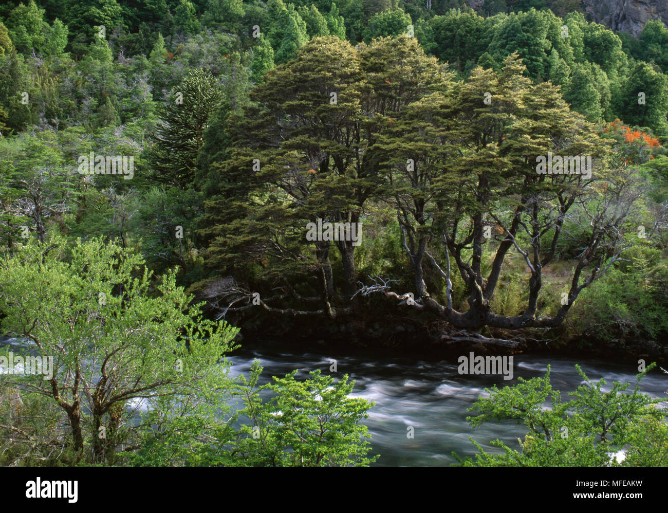 BEECH TREES & HIGHLAND STREAM Lanin National Park, Andes, Argentina ...