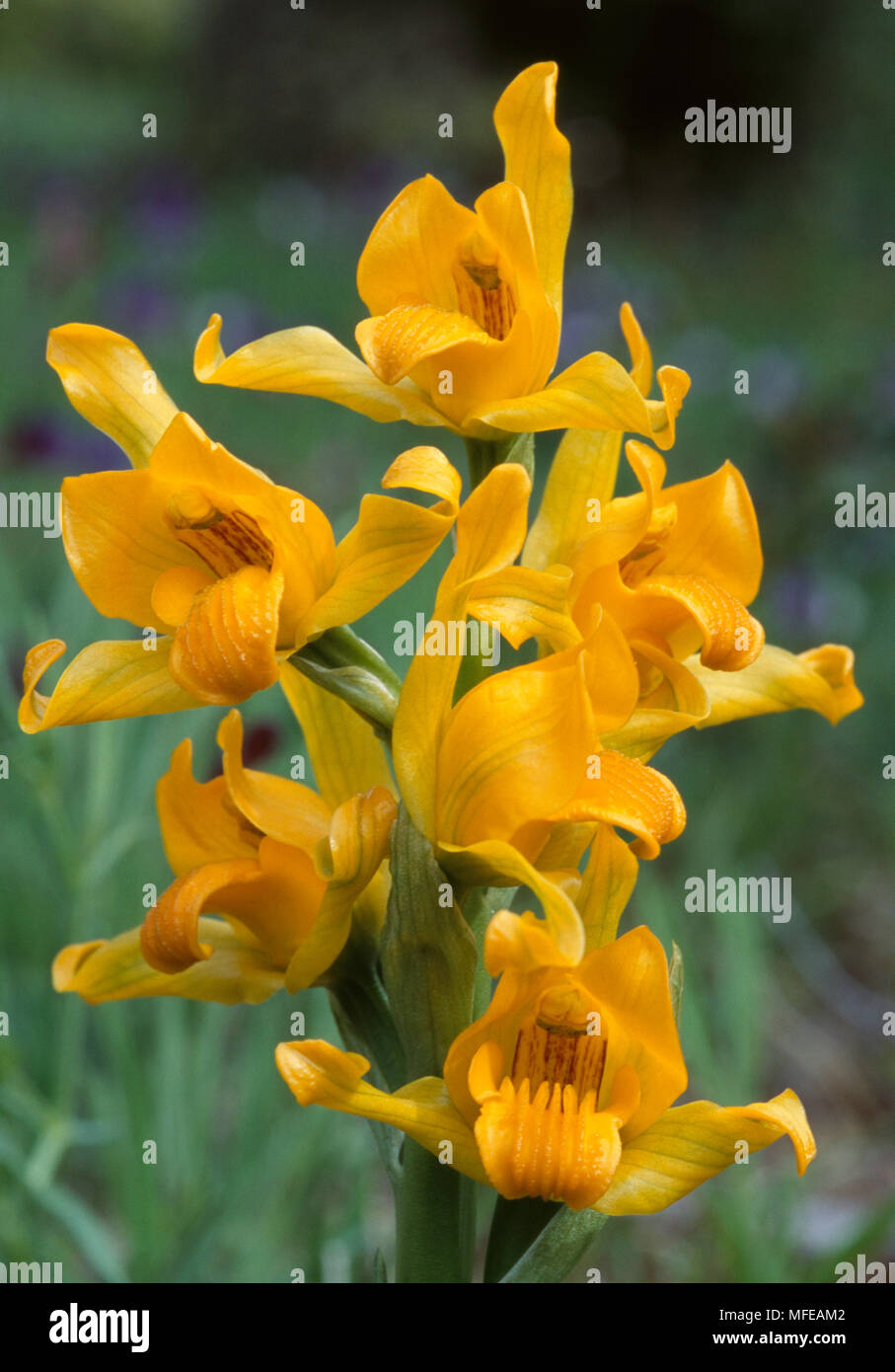 CHLORAEA ALPINA wild orchid Araucaria forest, Lanin National Park ...