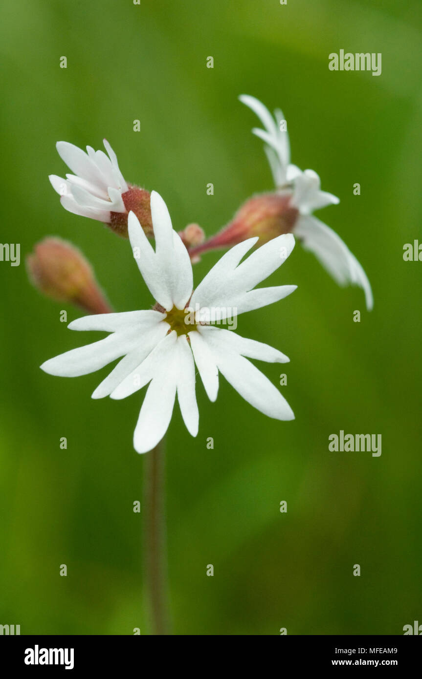 PRAIRIE-STAR small-flowered Lithophragma parviflora Table Mountain ...