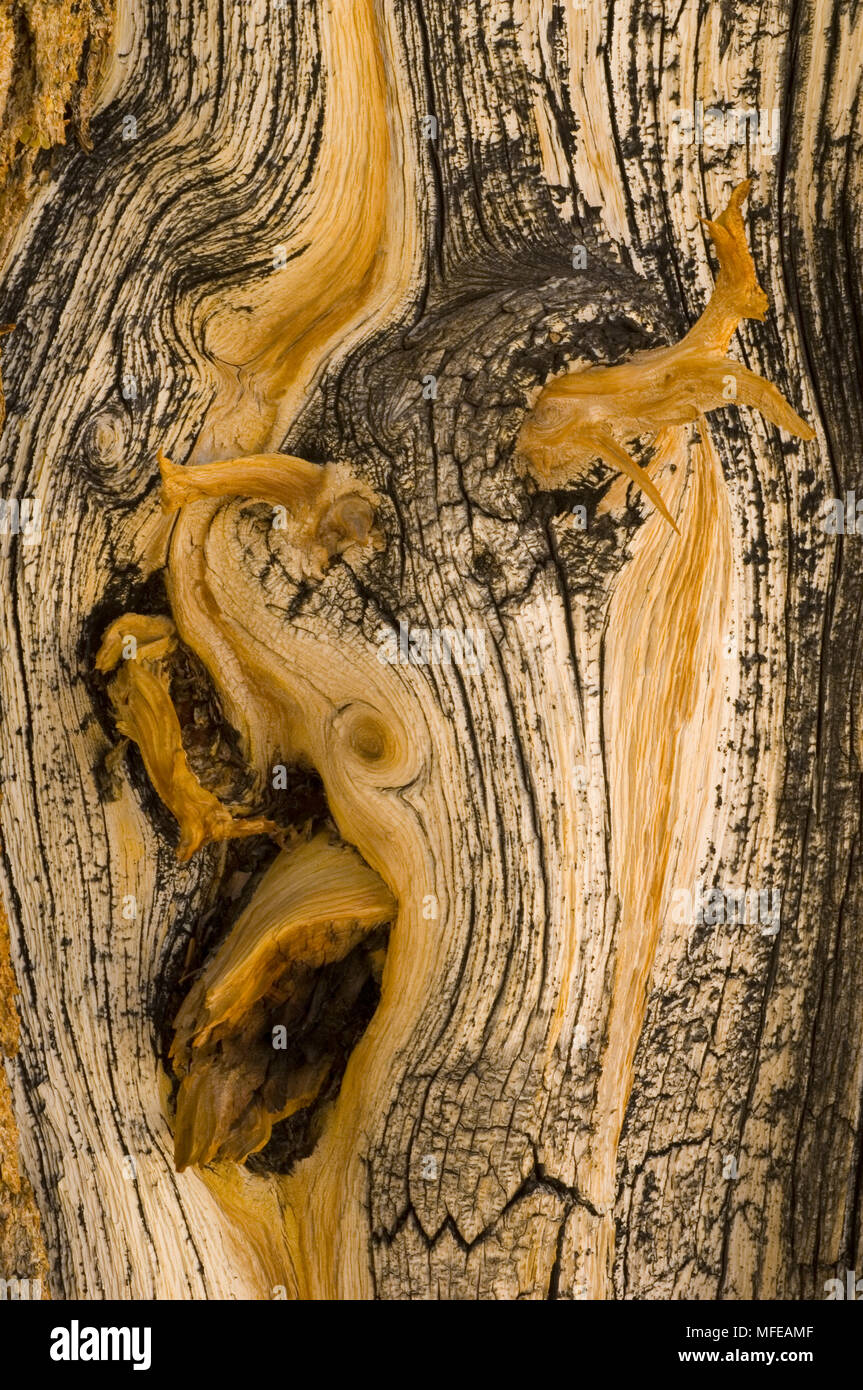 BRISTLECONE PINE Bark detail Pinus longaeva White Mountains, California ...