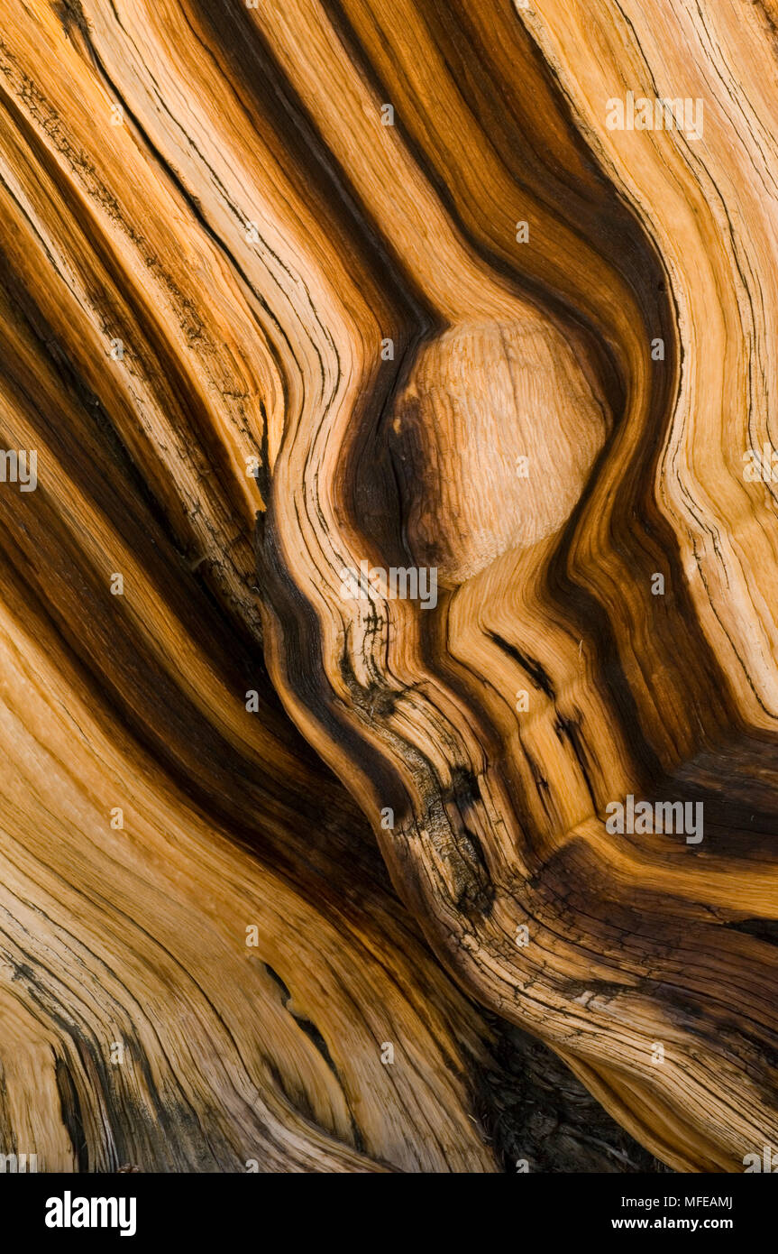 BRISTLECONE PINE bark detail Pinus longaeva White Mountains, California ...